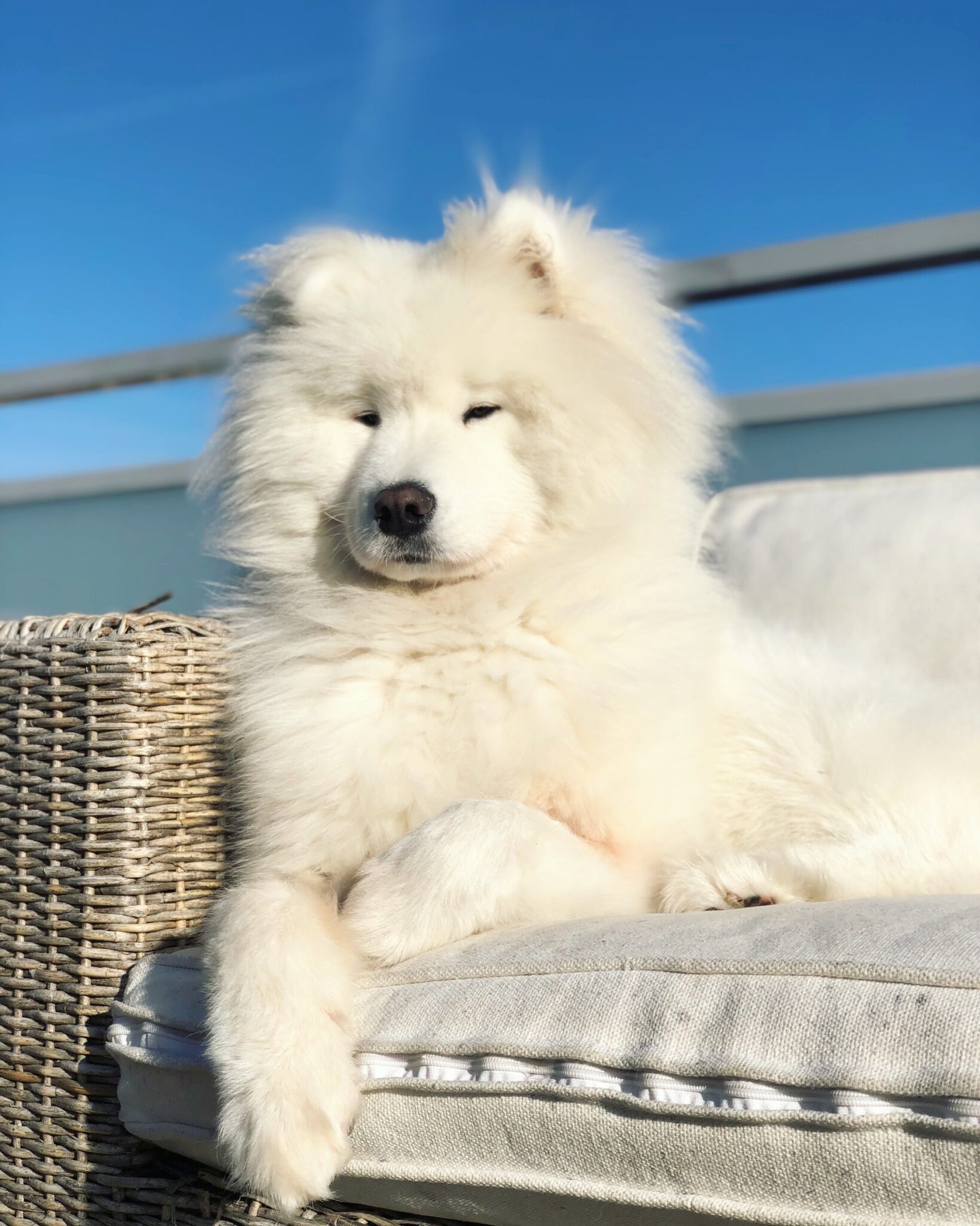 Todo lo que no sabías sobre los perros peludos 😱 - Mascotas
